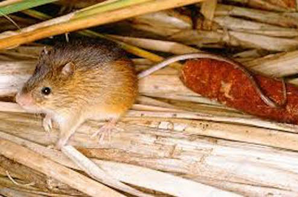 #1 Top Class Mice Removal Service In Central Wisconsin - 1st Choice ...